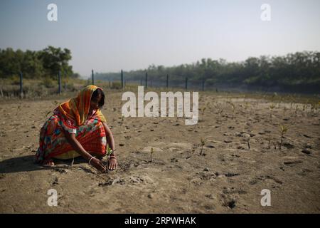 People planting mangrove trees on an intertidal zone in Jakarta coastal ...