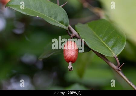 Elaeagnus pungens is a species of flowering plant in the family ...