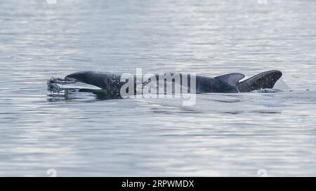 Bottlenose dolphins photographed in the wild in the waters of the Moray ...