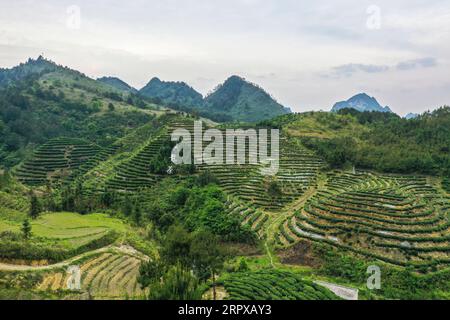 Aerial photo shows the white tea plantation base in Panzhai Village ...