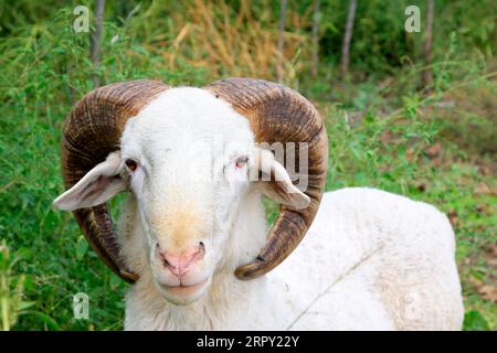 Ram head features, closeup of photo Stock Photo - Alamy