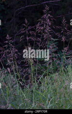 Purpletop Tridens, Tridens flavus Stock Photo - Alamy