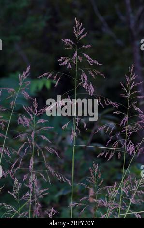 purpletop tridens (Tridens flavus Stock Photo - Alamy