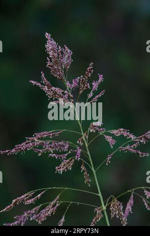 purpletop tridens (Tridens flavus Stock Photo - Alamy