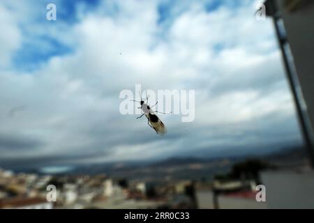 One flying ant on window against cloudy sky in Andalusian village in ...