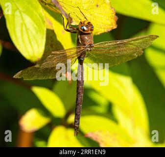 Brown Hawker or Amber-winged Hawker Dragonfly female - Aeshna grandis ...