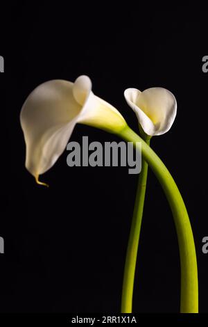 Vertical image of white kalia flower and copy space on black background ...