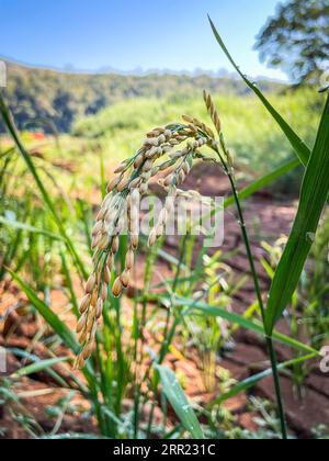 Madagascar, Tsiribihina river, rice plant Stock Photo - Alamy