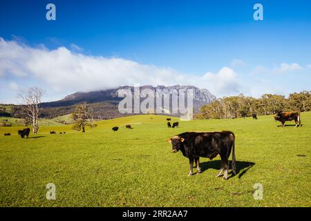 The stunning Mt Roland in central Tasmania ona cool sunny spring day ...