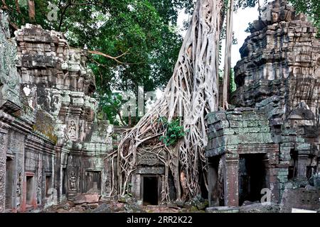 strangler fig (Ficus virens), aerial stems, Singapore, Botanischer ...