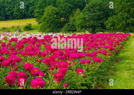 Peony fields near Pirna Stock Photo - Alamy