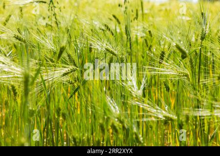 Grain field in Wolkenstein in the Ore Mountains Stock Photo - Alamy
