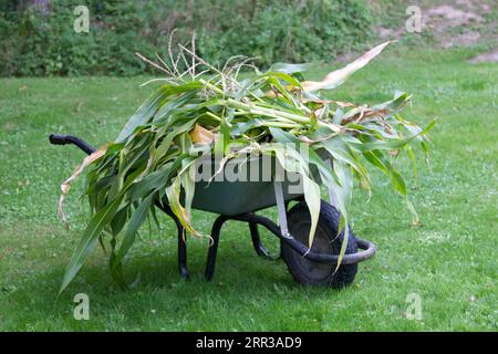 Wheelbarrow full of cleared sweetcorn plants Stock Photo - Alamy