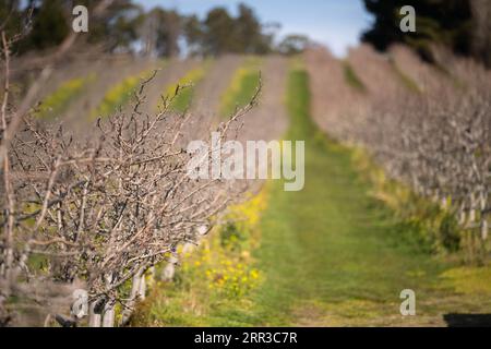 rows of dormant apple trees in an orchard on a farm Stock Photo - Alamy