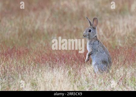 Rabbit (Oryctolagus cuniculus) Norwich July 2023 Stock Photo - Alamy
