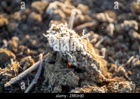 Lumps of earth in a field covered with frost Stock Photo - Alamy