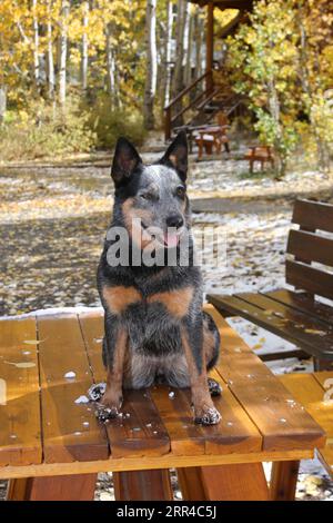 Austrailian Cattle Dog sitting on rock in bushes fall colored trees in ...