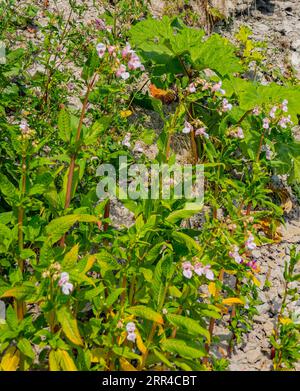 Plants of limestone outcrops: calciphil (lime-loving crop), petrophil ...