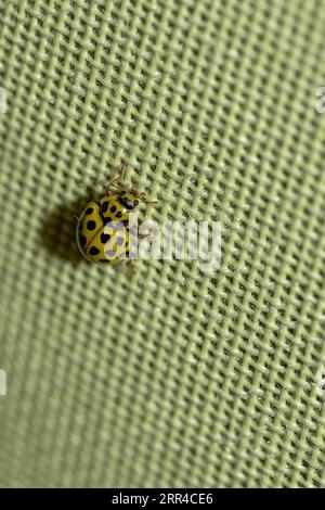 Yellow ladybug seen in close-up Stock Photo - Alamy