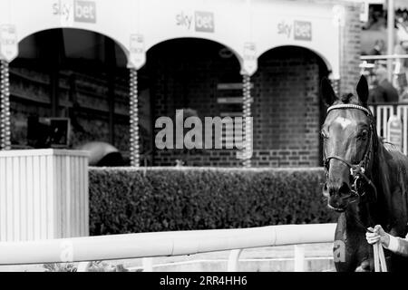 racehorse Astro King Stock Photo - Alamy