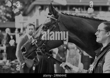 racehorse Astro King Stock Photo - Alamy
