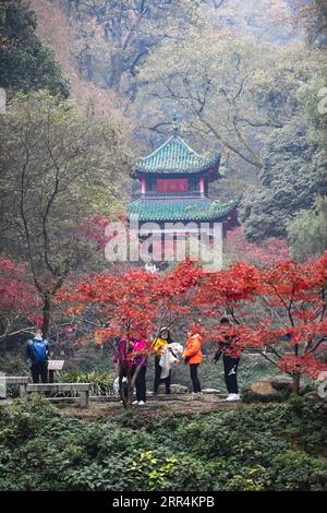 Tourists are visiting maple leaves in Kunming Botanical Garden, Kunming ...