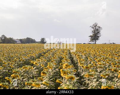 Tourists visit sunflower fields in Bulao Village, Pukou District ...