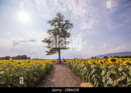 Tourists visit sunflower fields in Bulao Village, Pukou District ...