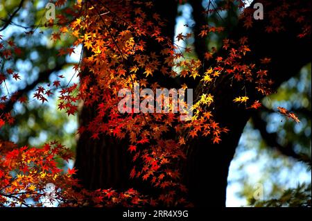 Maple leaves in Shanghai, China, 27 November, 2025 Stock Photo - Alamy