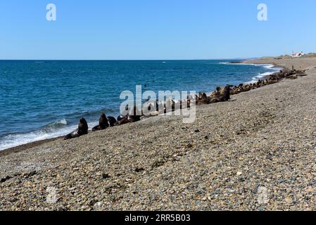 Sea lions in Patagonia Beach . Patagonia, Argentina Stock Photo - Alamy