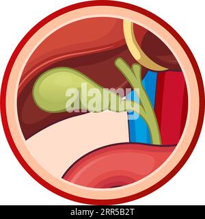Gall Bladder - Liver Icon stock illustration as EPS 10 File Stock ...