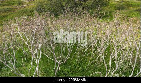 Icelandic birth trees in nature Stock Photo - Alamy