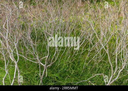 Icelandic birth trees in nature Stock Photo - Alamy