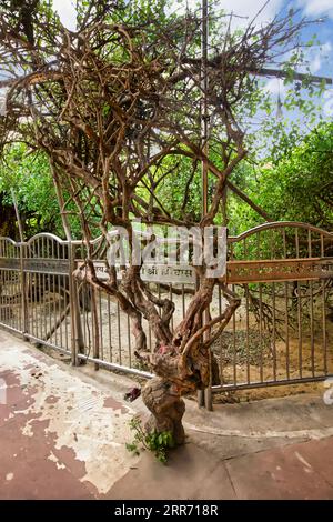 Trees inside Nidhivan. It is one of the Most holy, mysterious and ...