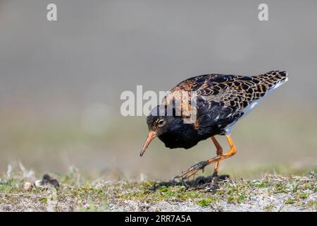 Ruff (Philomachus pugnax) breed once a year (Photo Ruff female also ...
