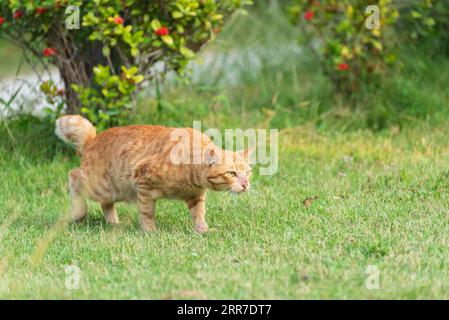 Domestic cats showing aggressive behavior during conflict with dramatic ...