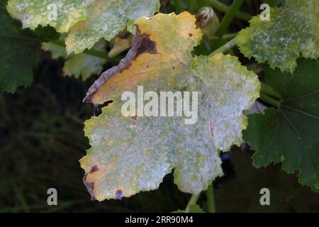 Powdery Mildew on Courgette Leaves a Common Fungal Disease Stock Photo ...