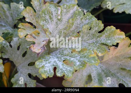 Powdery Mildew on Courgette Leaves a Common Fungal Disease Stock Photo ...