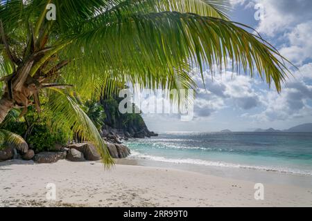 Coconut Palm tree in Petite Anse beach Mahé island, Seychelles Stock ...