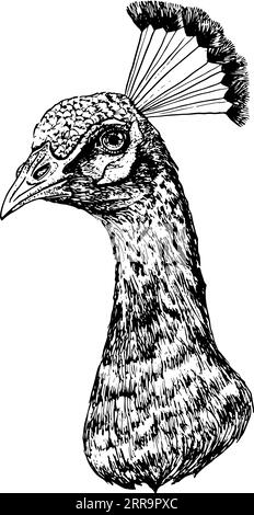Illustration of peacock head with feathers. Vector design element Stock ...
