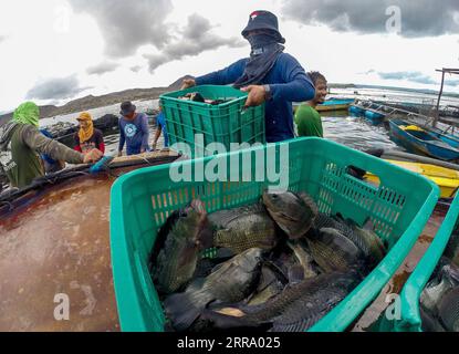 210708 -- BATANGAS, July 8, 2021 -- Fishermen collect tilapia fish near ...