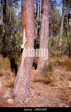 Tapping tree resin from a Pine tree to make home made Retsina on the ...