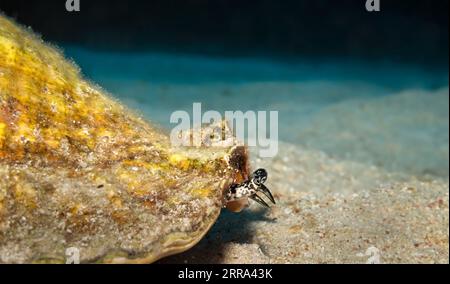 The eye stalks of a queen conch (Lobatus gigas) emerge from the animal ...