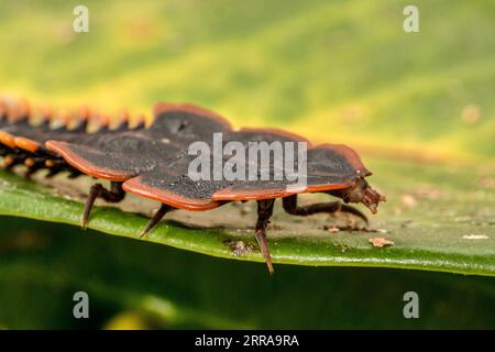 A female Trilobite Beetle (Platerodrilus ruficollis) on a log in the ...