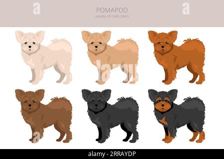 Pomapoo clipart. Pomeranian Poodle mix. Different coat colors set ...