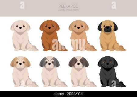 Peekapoo clipart. Pekingese Poodle mix. Different coat colors set ...