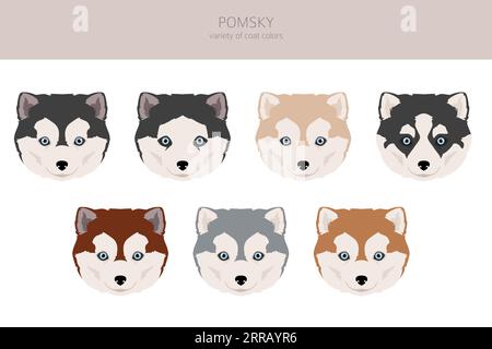 Pomsky clipart. Pomeranian Husky mix. Different coat colors set. Vector ...
