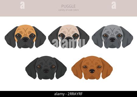 Puggle clipart. Pug beagle mix. Different coat colors set. Vector ...