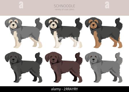 Schnoodle clipart. Schnauzer Poodle mix. Different coat colors set ...