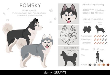 Pomsky clipart. Pomeranian Husky mix. Different coat colors set. Vector ...